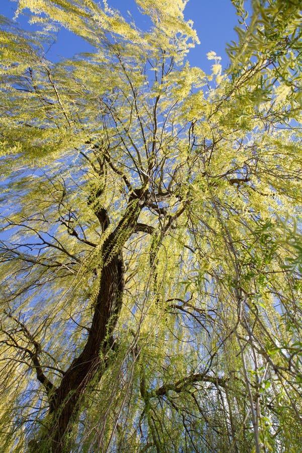 Weeping willow tree stock photo. Image of texture, yellow - 372802048
