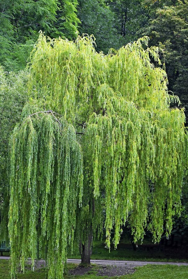 Weeping willow tree stock photo. Image of landscaping - 317084508