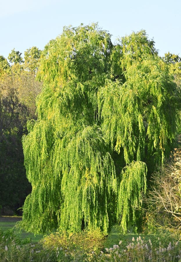 Weeping willow tree stock photo. Image of landscaping - 317682360
