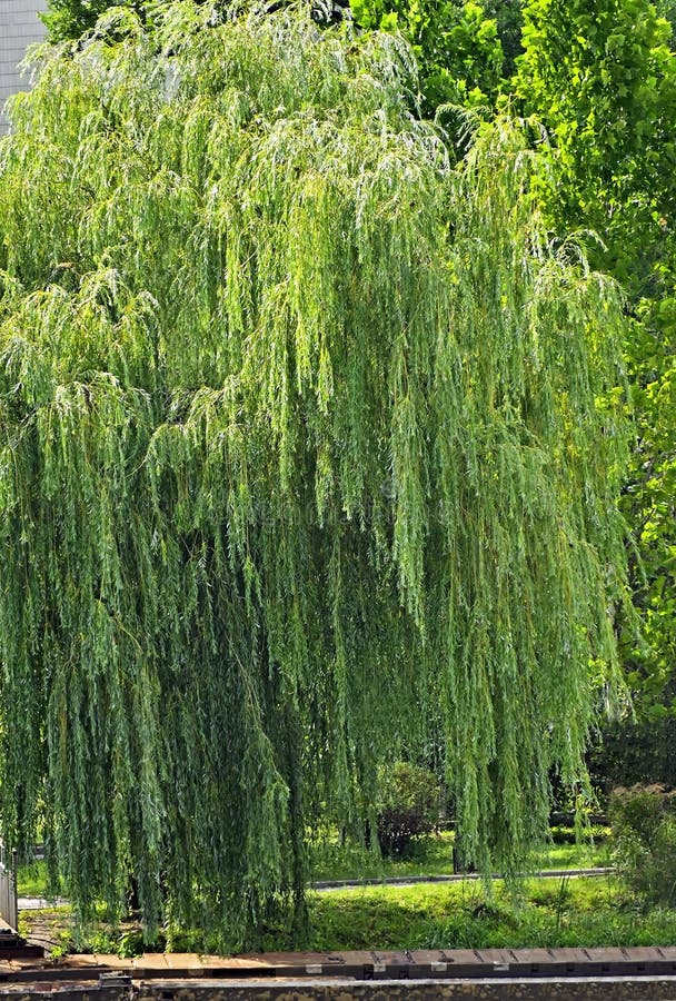 Weeping willow tree stock photo. Image of plant, foliage - 318520688