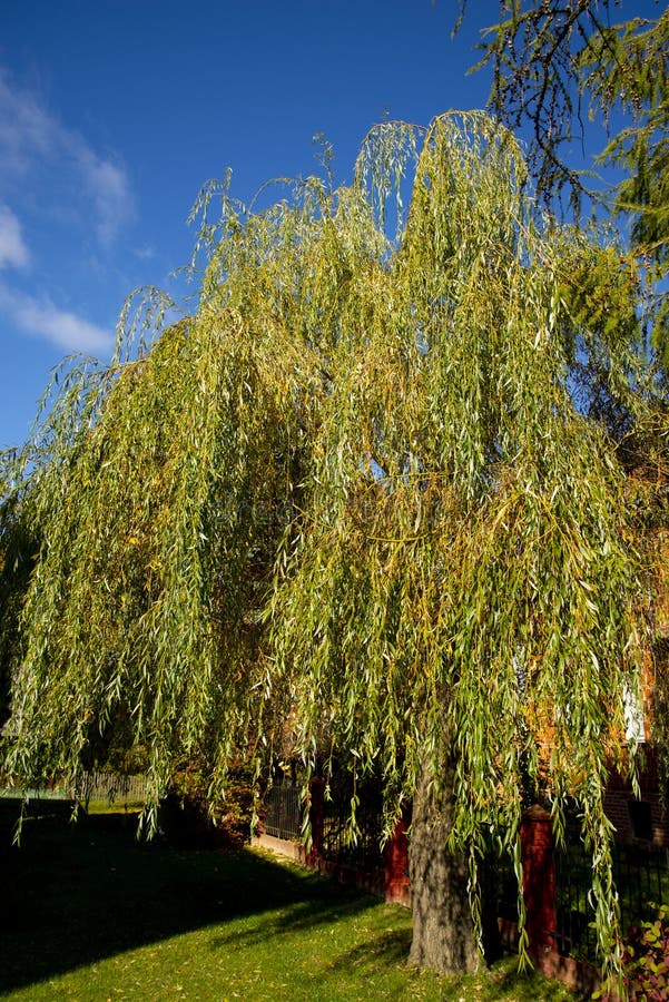 Weeping Willow Tree stock image. Image of garden, branch - 271481567