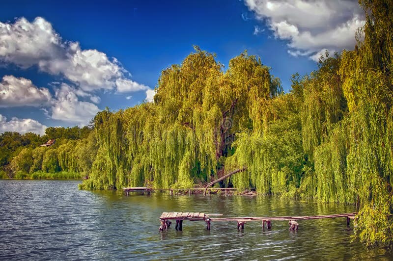 Weeping Willow Trees Dnipro River Stock Photos - Free & Royalty-Free ...