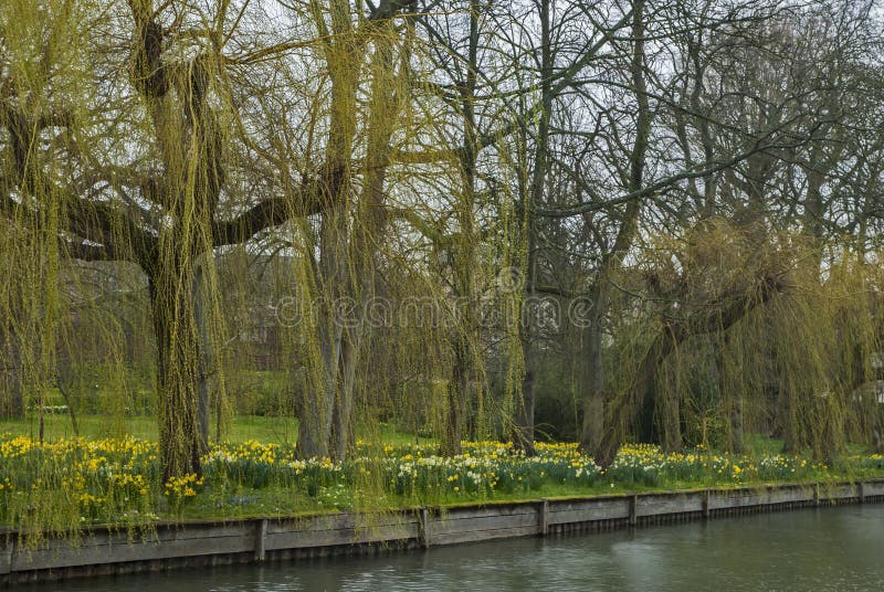 Weeping willow trees stock image. Image of bank, people - 243807919