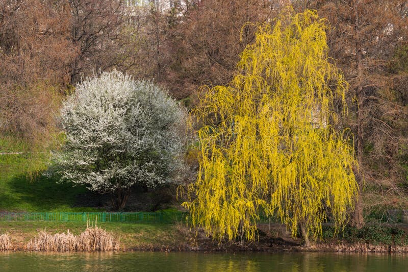Weeping Willow and White Tree in a Beautiful Spring Tandem Stock Image ...