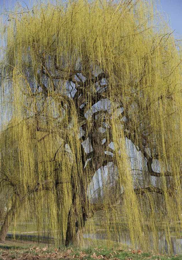 Blooming weeping willow stock photo. Image of weeping - 51550578
