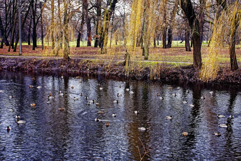 Weeping Willows Over the River Stock Photo - Image of fall, hanging ...