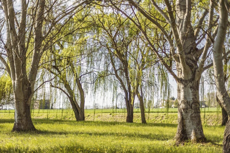 Weeping Willows stock image. Image of environment, graceful - 275076337