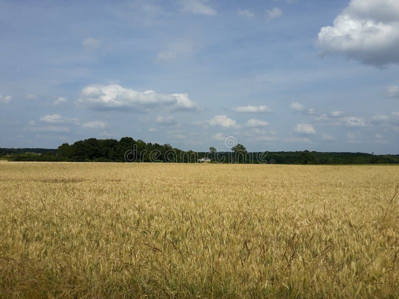 Weet field stock photo. Image of agriculture, weet, yellow - 60261826
