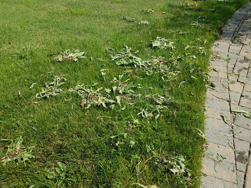 Weets Scattered on the Ground in Green Grass or Lawn with Path Stock ...