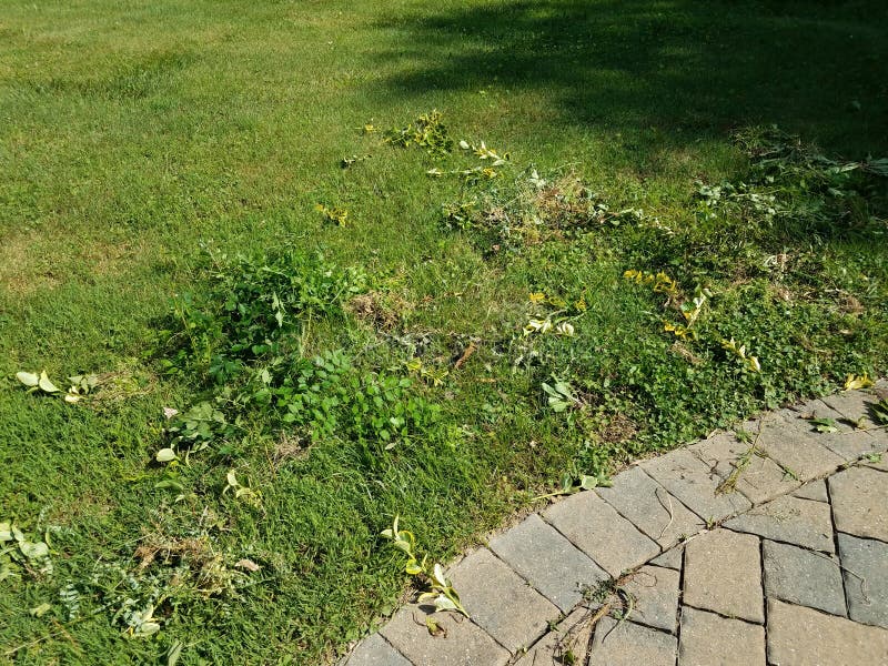 Weets Scattered on the Ground in Green Grass or Lawn with Path Stock ...