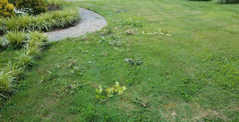 Weets Scattered on the Ground in Green Grass or Lawn with Path Stock ...