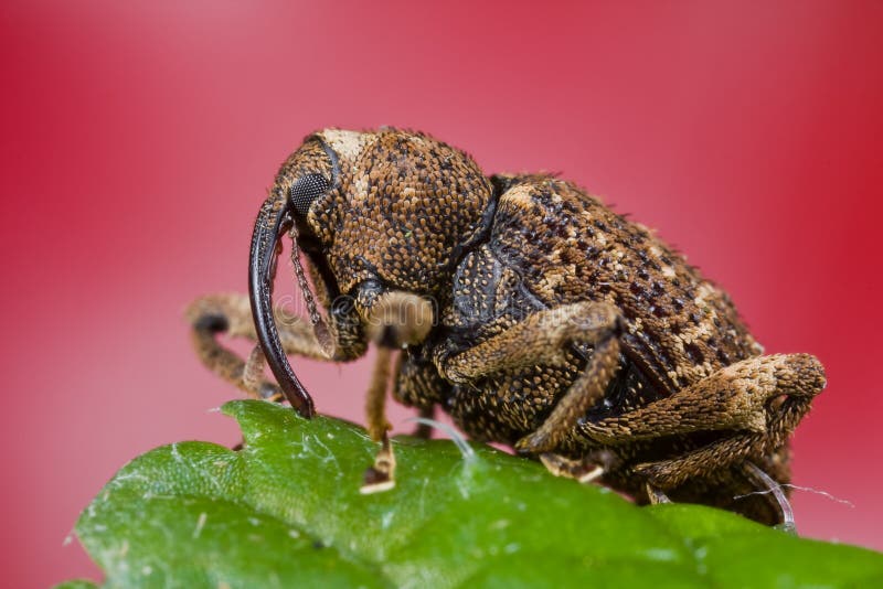 Red weevil/snout beetle stock photo. Image of leaf, brown - 12092750