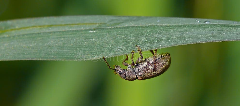 Weevil stock image. Image of curculionidae, legs, park - 22730503