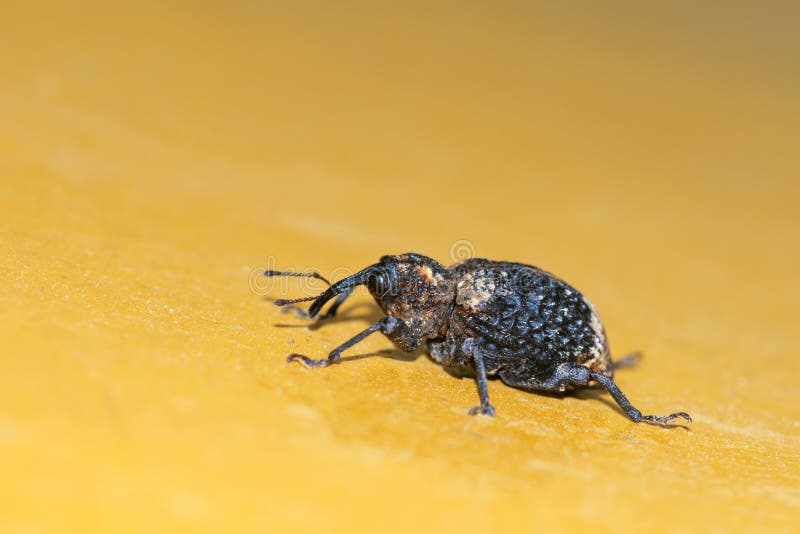 1,233 Bug Snout Stock Photos - Free & Royalty-Free Stock Photos from ...