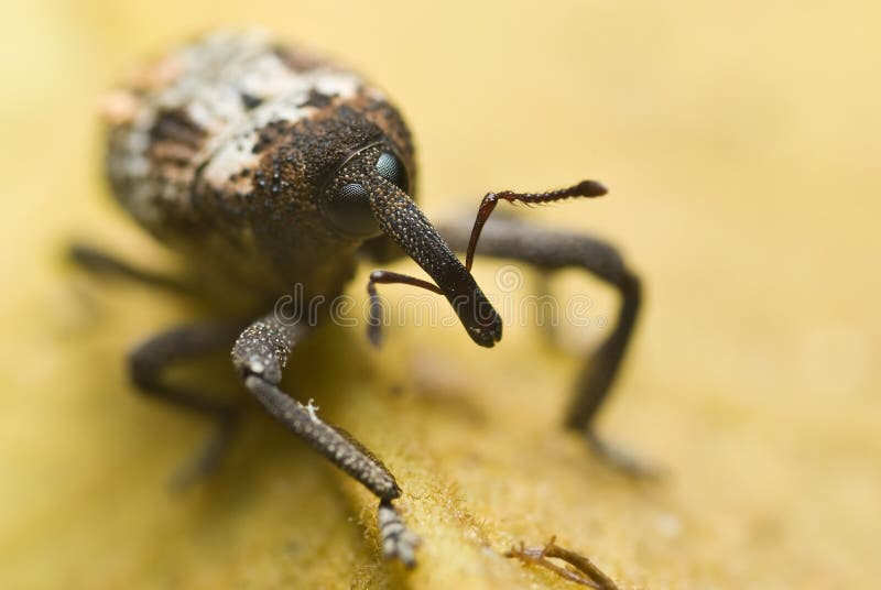 Weevil stock photo. Image of brown, antenna, garden, wild - 6515504