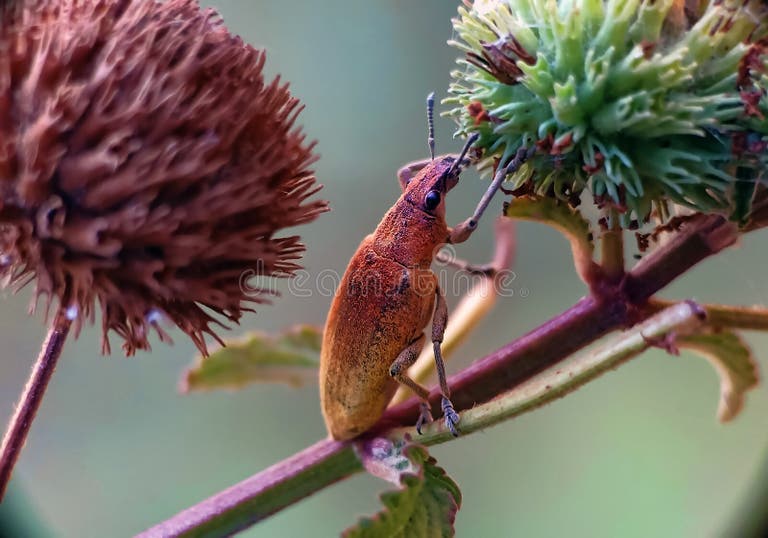 Weevil stock image. Image of wild, weevil, small, animal - 154471629