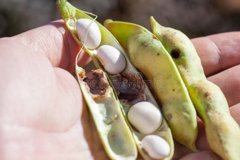 Weevil in Beans. Beans Infected with the Weevil Pest Stock Photo ...