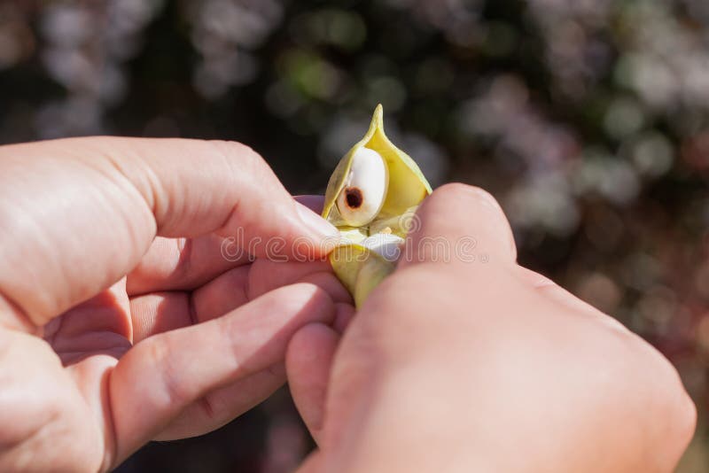 Weevil Beans Infected Pest Stock Photos - Free & Royalty-Free Stock ...