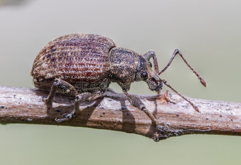 Weevil Beetle stock image. Image of insect, focus, nature - 191253603