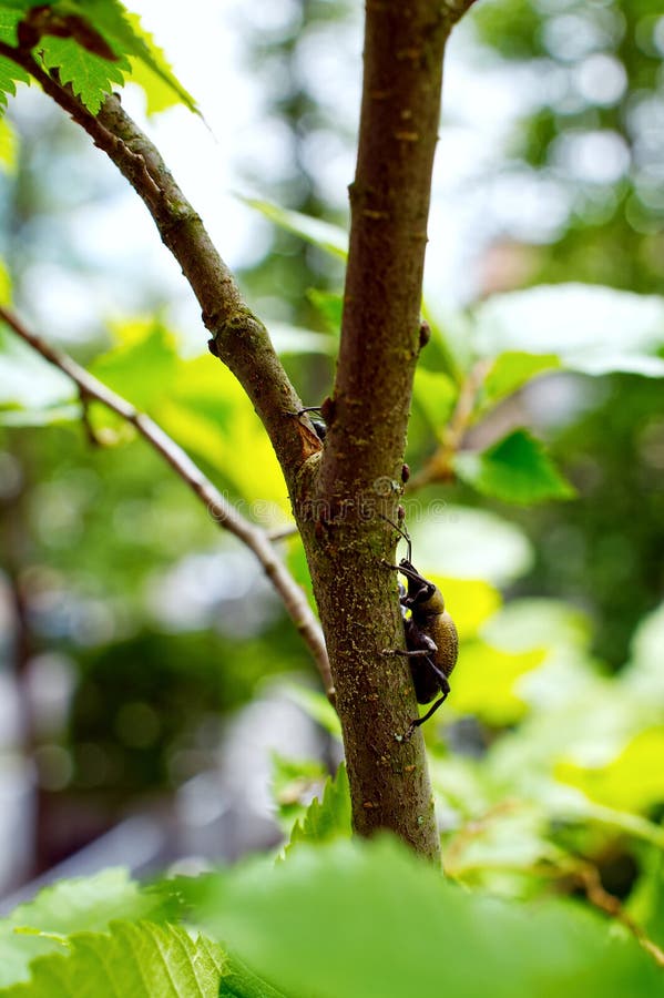 Weevil Beetle Climbing on a Tree Trunk Stock Image - Image of space ...