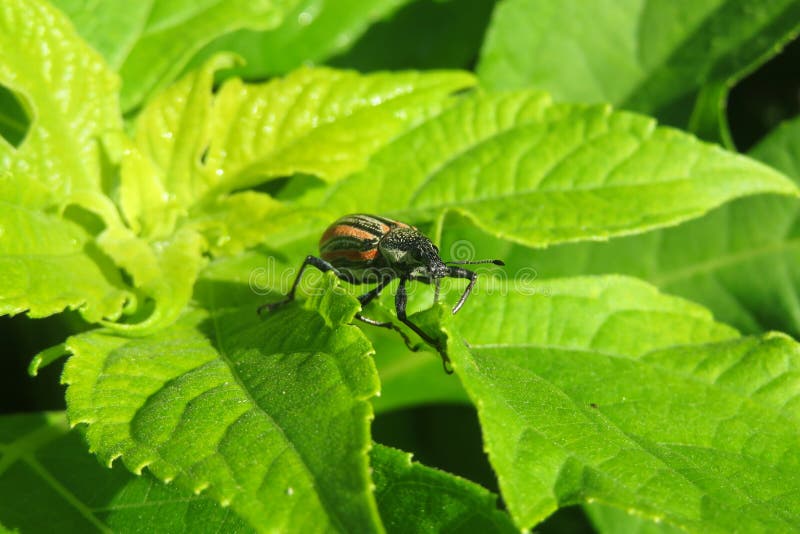 Weevil Beetle in the Garden, Closeup Stock Image - Image of landscape ...