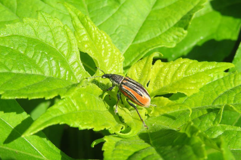 Weevil Beetle in the Garden, Closeup Stock Photo - Image of leaves ...