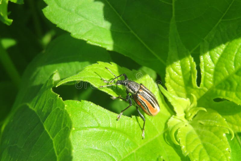 Weevil Beetle in the Garden, Closeup Stock Image - Image of hylobius ...