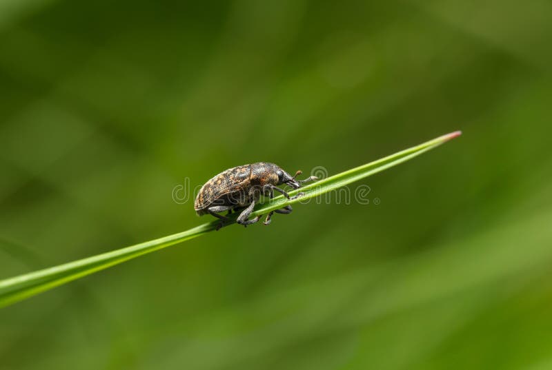 Weevil beetle on grass stock image. Image of grass, otiorrhynchus ...