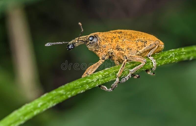 Weevil stock image. Image of beetle, macro, long, nature - 33134885