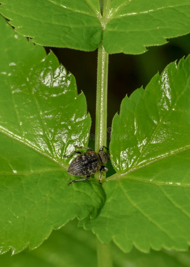 A Weevil Beetle Hides among the Leaves of a Shrub Stock Image - Image ...