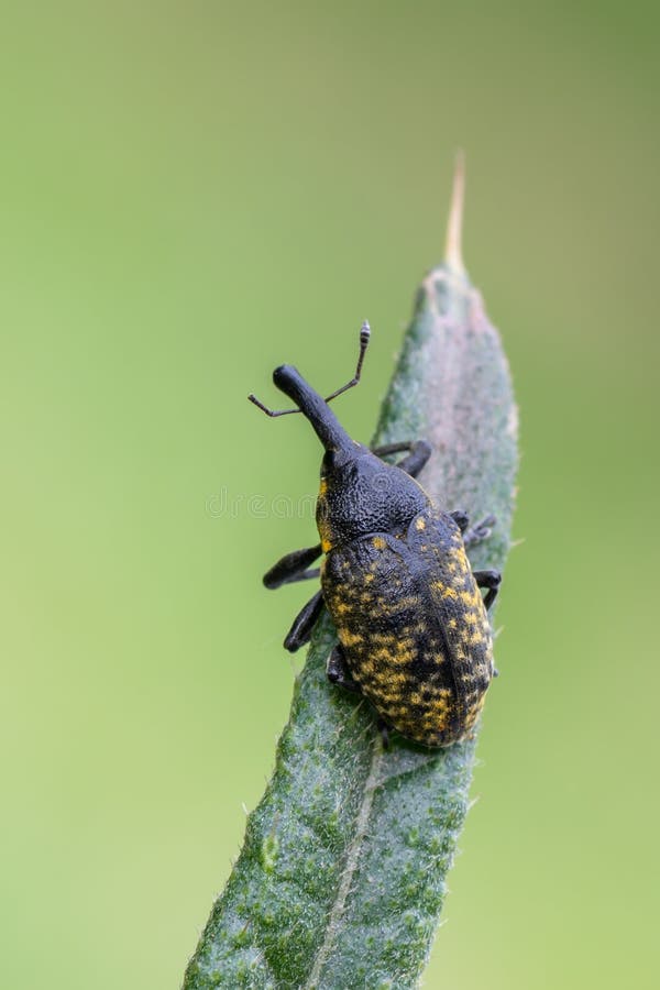 A Weevil Beetle - Larinus Sturnus Stock Image - Image of isolated ...