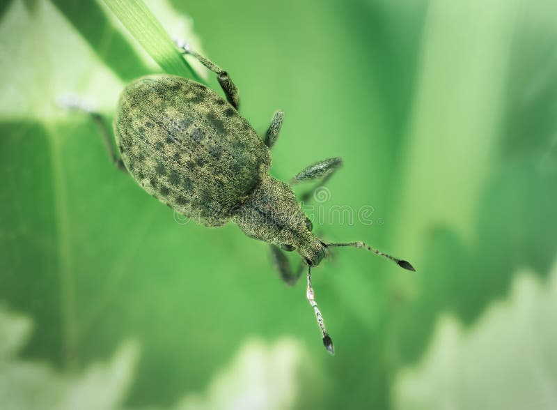 Weevil beetle on a leaf stock photo. Image of root, chrysamelid - 183533542