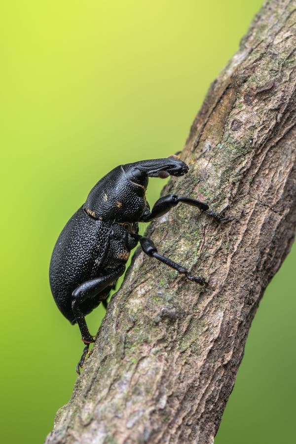 A Weevil Beetle - Liparus Coronatus Stock Photo - Image of wild ...
