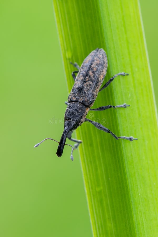 Weevil Beetle - Lixus Fasciculatus Stock Photo - Image of arthropod ...