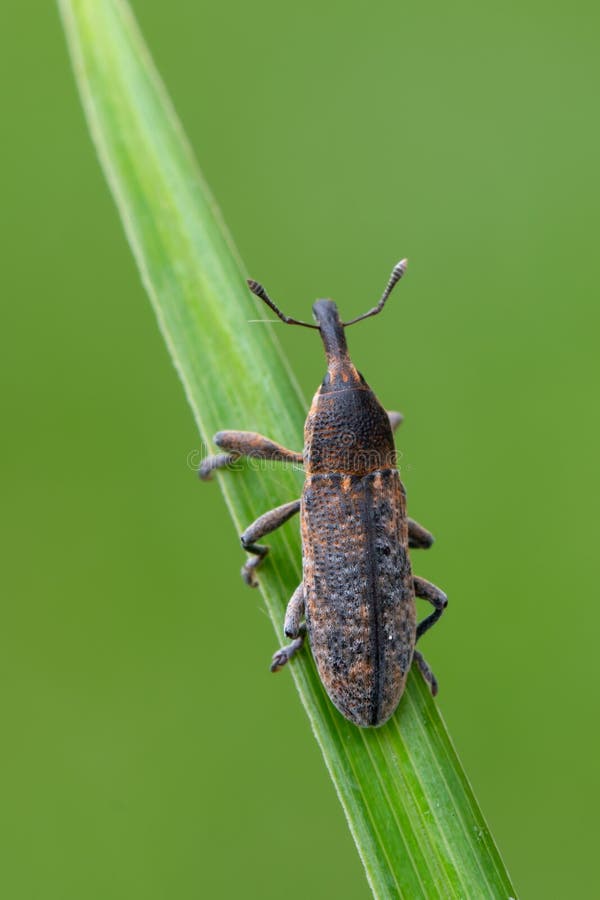A Weevil Beetle - Lixus Punctiventris Stock Image - Image of wild ...