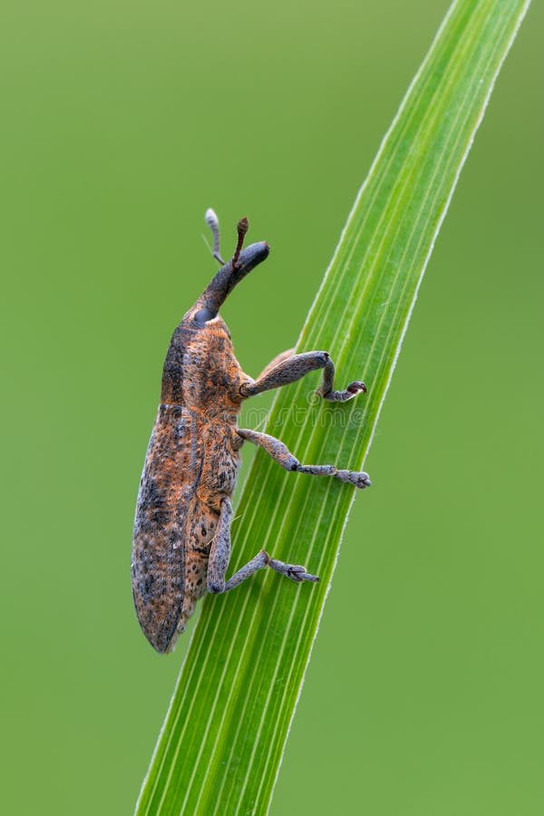 A Weevil Beetle - Lixus Punctiventris Stock Photo - Image of macro ...