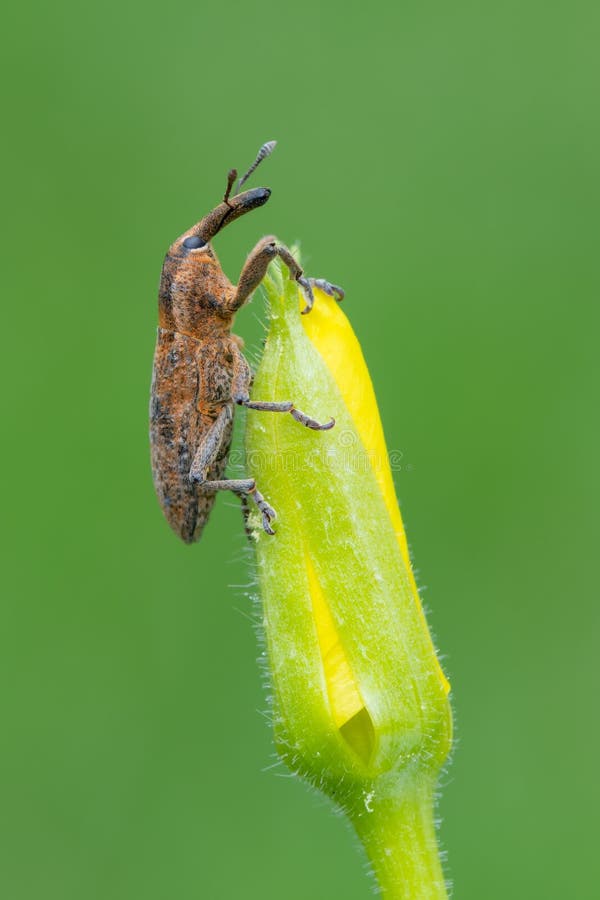 A Weevil Beetle - Lixus Punctiventris Stock Image - Image of ...