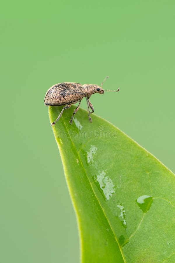 A Weevil Beetle - Polydrusus Cervinus Stock Photo - Image of creature ...