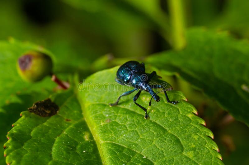 Weevil Beetle Rhynchites Bacchus on a Green Leaf. Pest for Fruit Trees ...