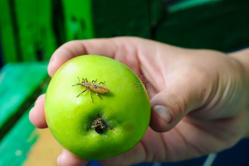 Weevil Beetle Sits on an Apple. Close-up Stock Photo - Image of ...