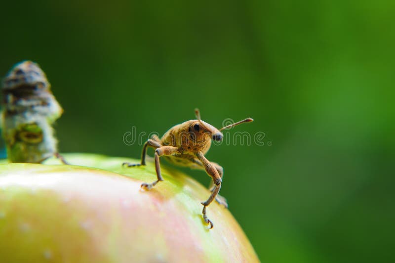 The Apple Weevil Sits on an Apple Tree Branch. Stock Photo - Image of ...