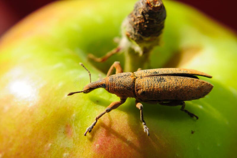 The Apple Weevil Sits on an Apple Tree Branch. Stock Photo - Image of ...