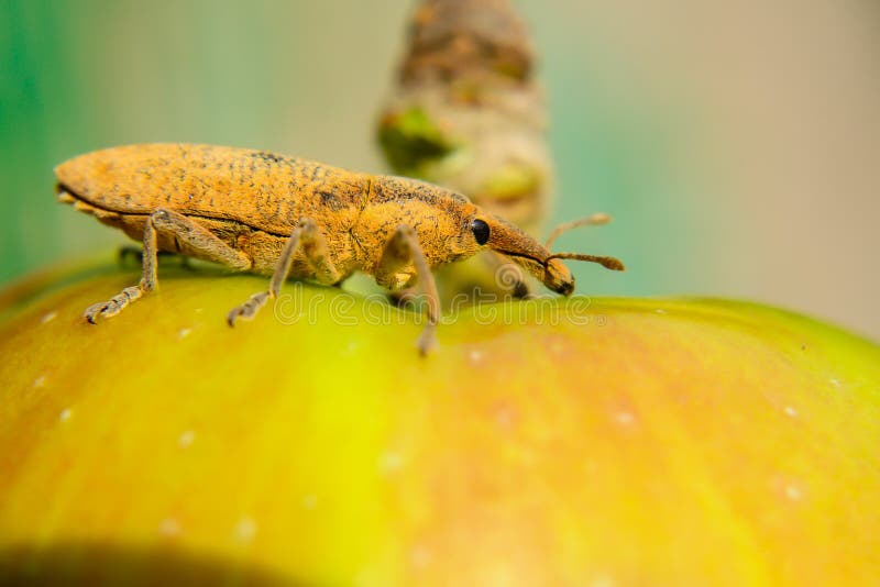 The Apple Weevil Sits on an Apple Tree Branch. Stock Photo - Image of ...
