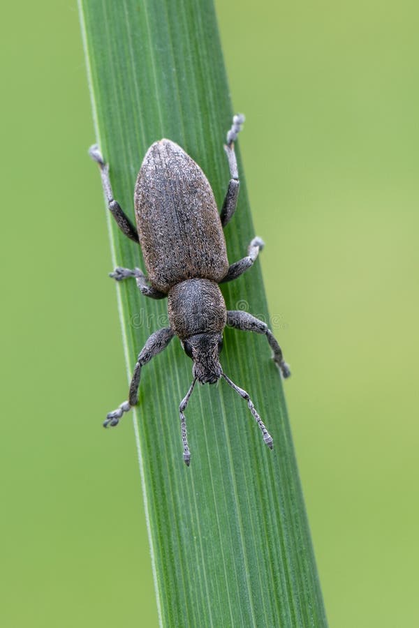 A Weevil Beetle - Tanymecus Palliatus Stock Photo - Image of arthropod ...