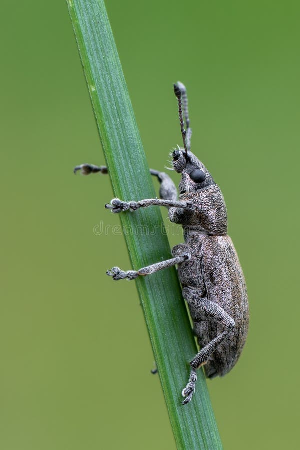 Weevil beetle stock image. Image of weevil, macro, close - 19480213