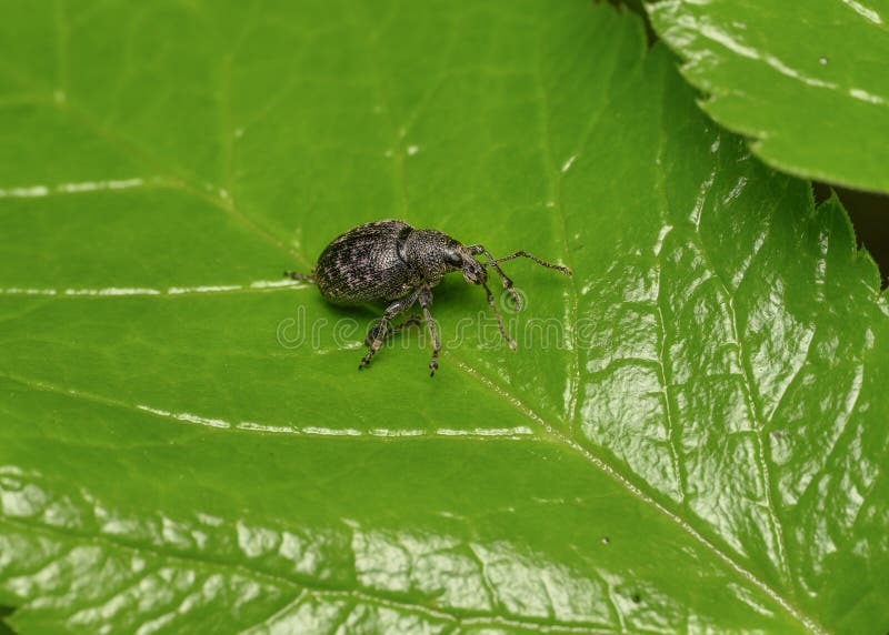 A Weevil Beetle Turns Over on Its Feet after Pretending To Be Dead on a ...