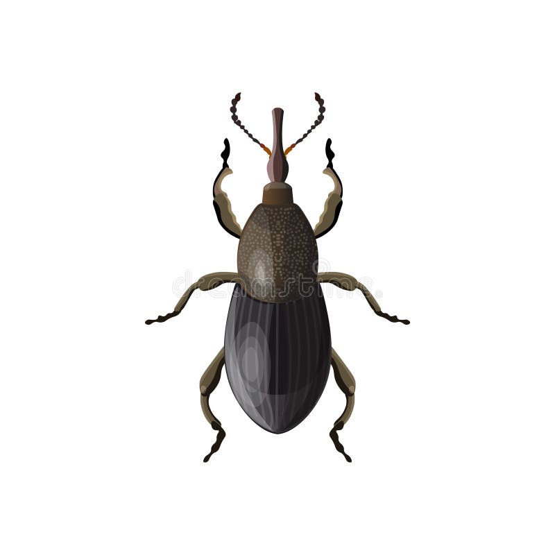 Weevil Stock Illustrations – 1,278 Weevil Stock Illustrations, Vectors ...