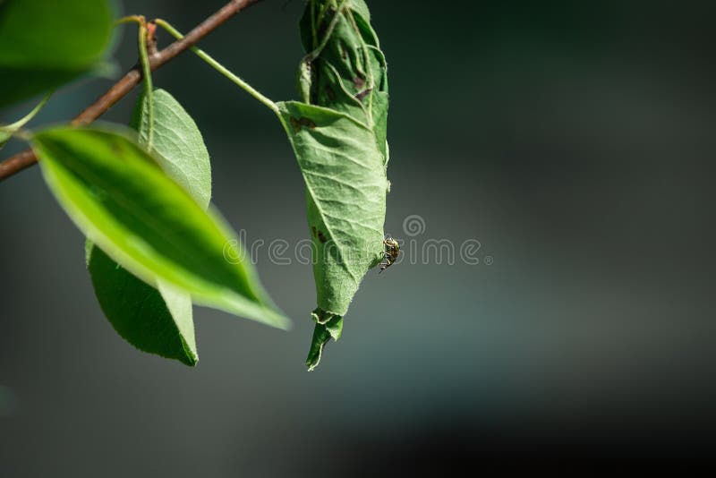 Weevil beetle weaves eggs stock image. Image of laying - 205464221