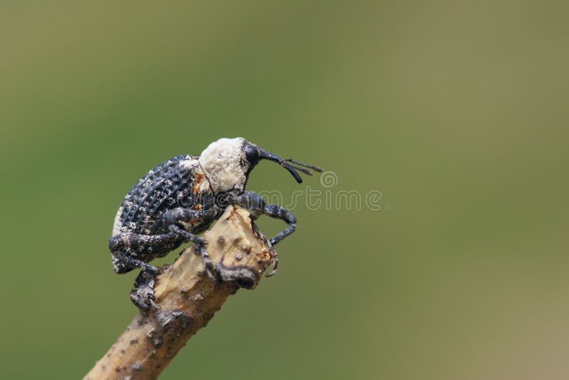 Weevil stock image. Image of insects, animal, insect - 91700731