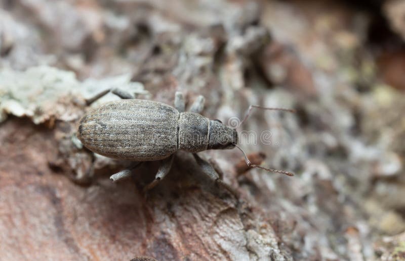 Pine weevil stock image. Image of sitting, pest, green - 14610887